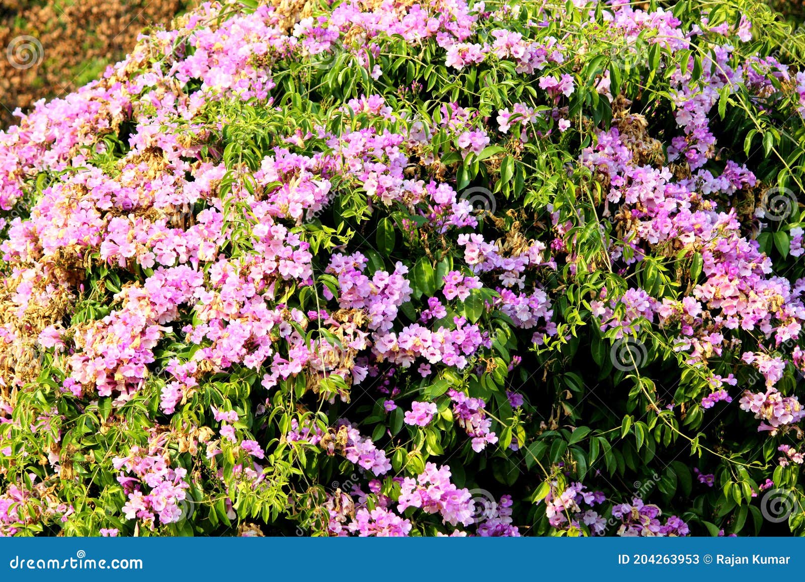 Pink bail flowers stock image. Image of purple, plant - 204263953