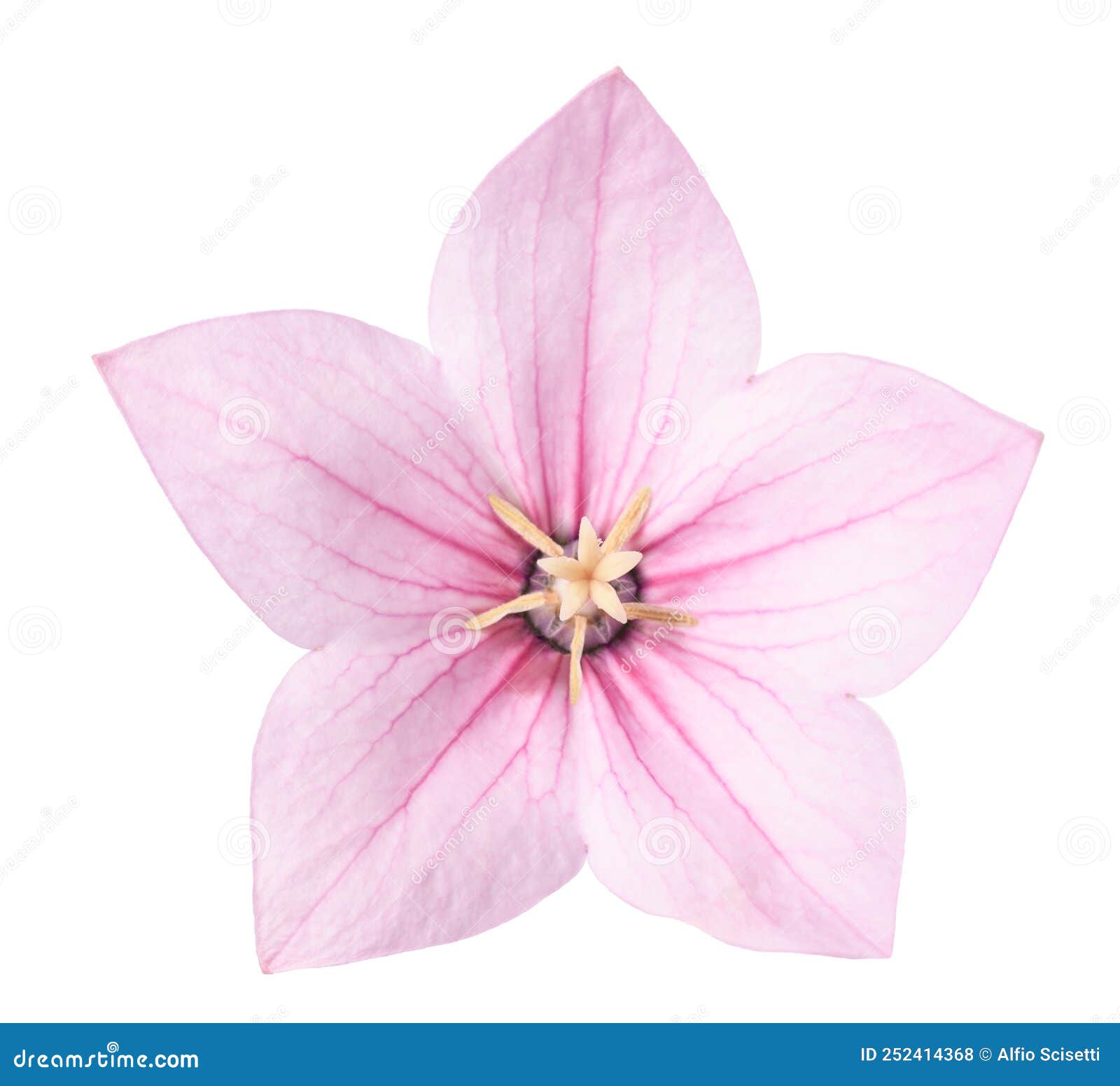 Balloon Flower Platycodon Grandiflorus Stock Photography ...