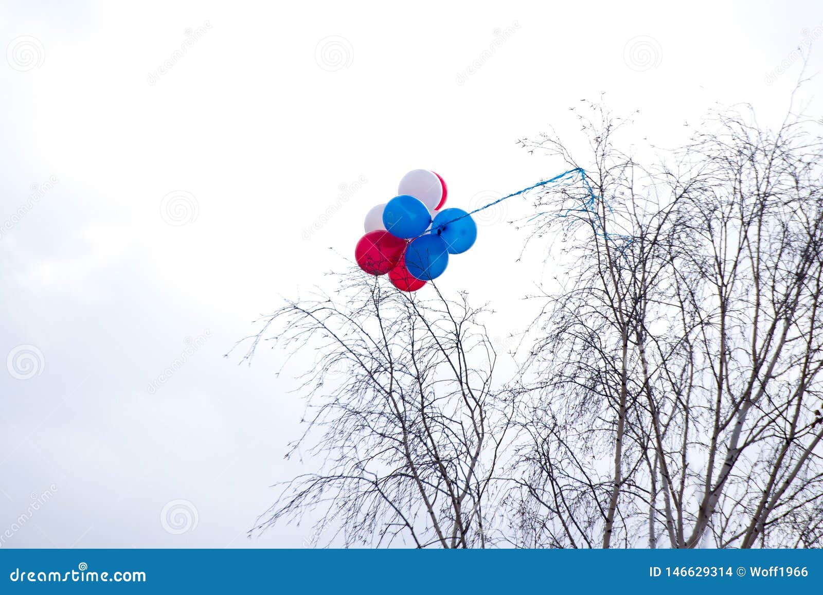 Pink Balloons on a Tree Branch, Balloons Caught on Tree Stock Photo ...