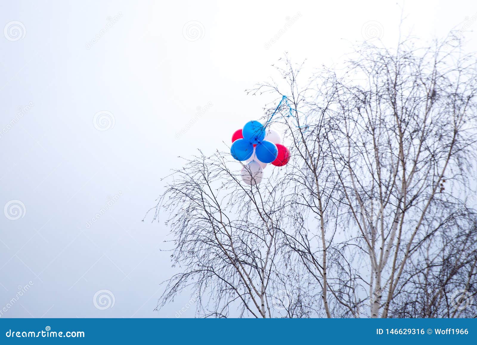 Pink Balloons on a Tree Branch, Balloons Caught on Tree Stock Photo ...