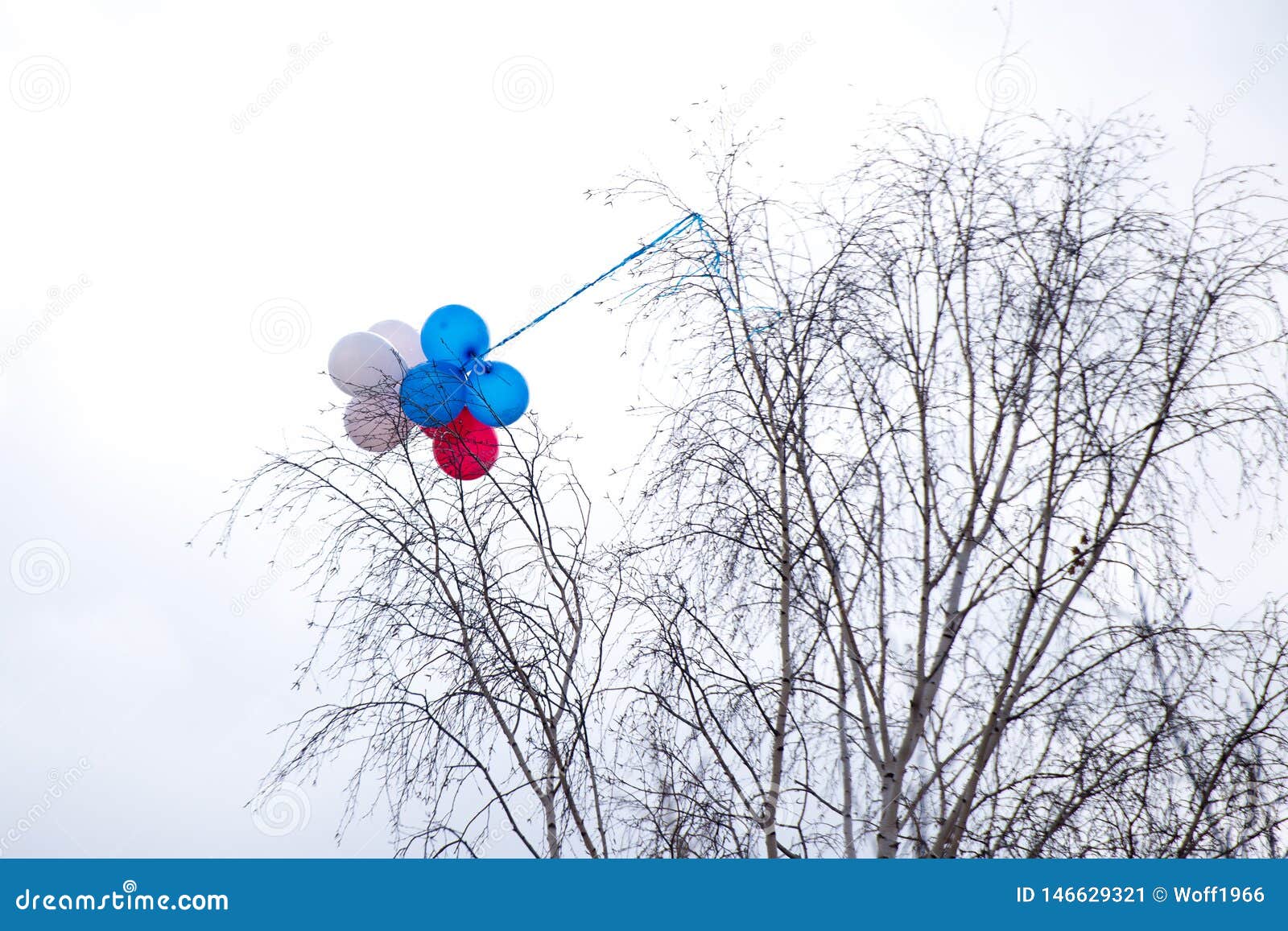 Pink Balloons on a Tree Branch, Balloons Caught on Tree Stock Image ...