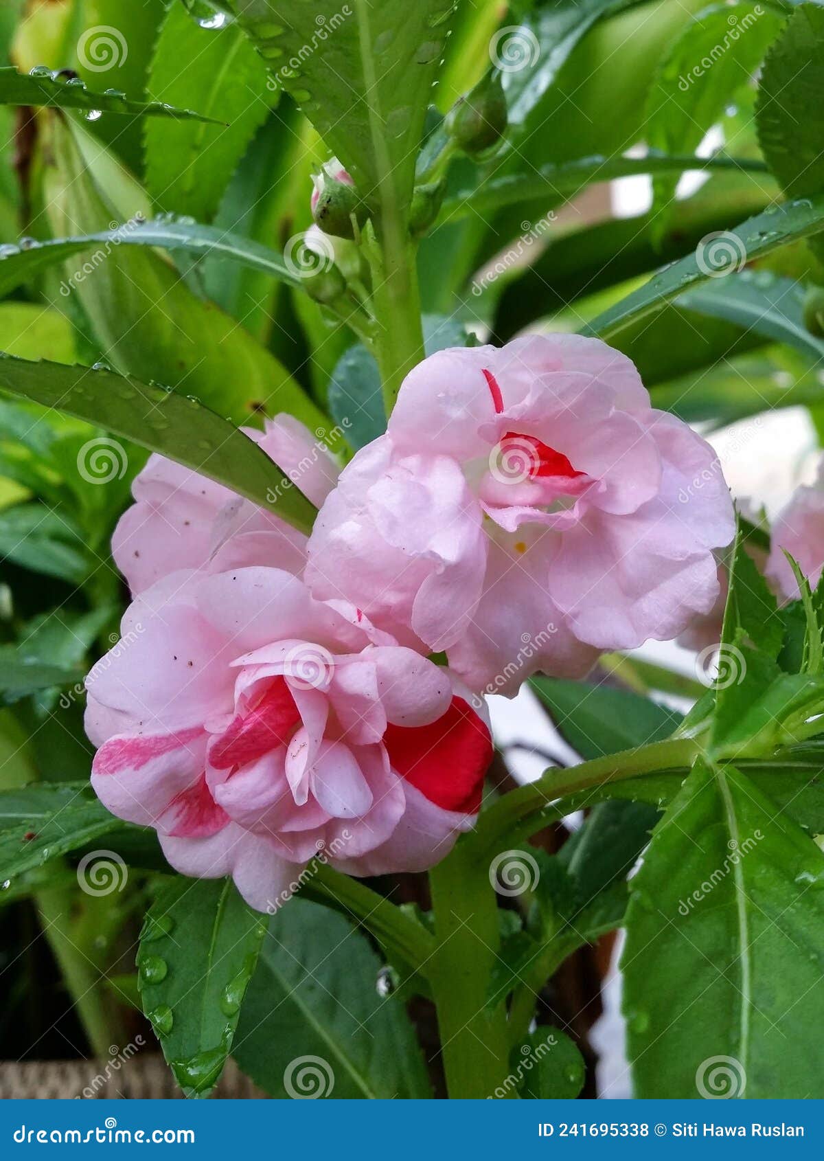 Pink Balsam Flower in the Garden Stock Photo - Image of balsam ...