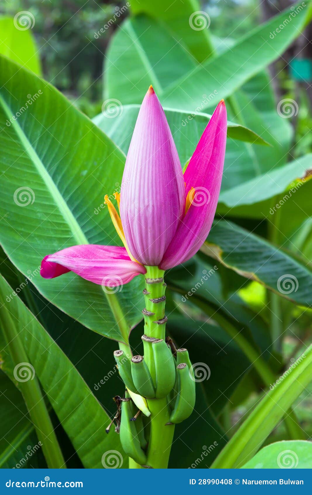 Pink Banana flower stock photo. Image of pink, growth - 28990408