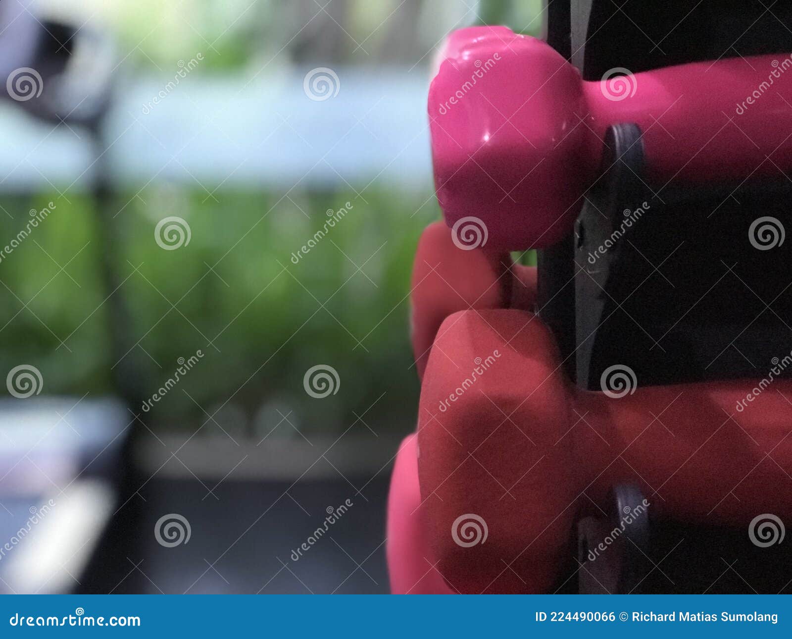 Pink Barbell stock photo. Image of barbell, workout - 224490066