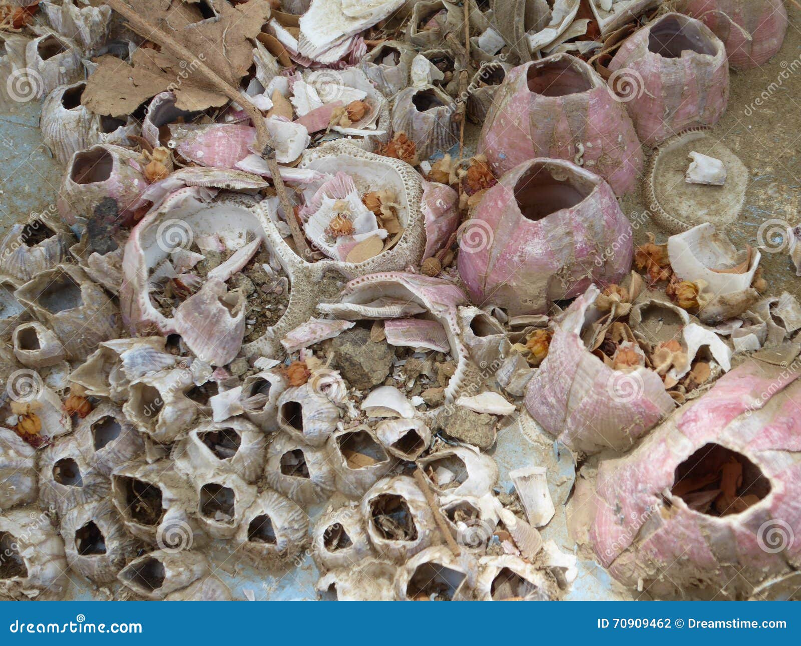 Pink Barnacles stock photo. Image of sealife, group, pink - 70909462