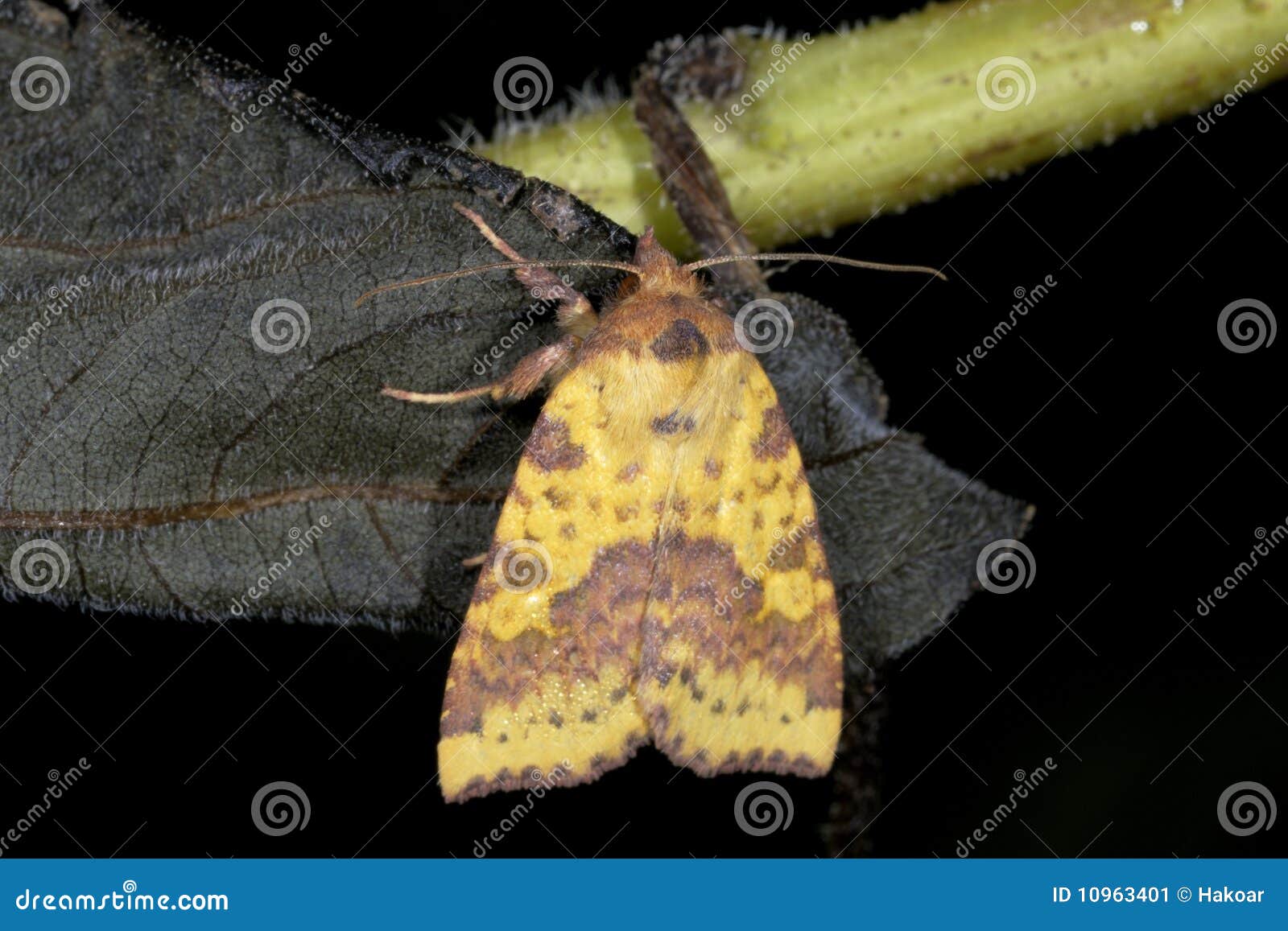 Pink-barred Sallow, Xanthia Togata Stock Image - Image of portrait ...