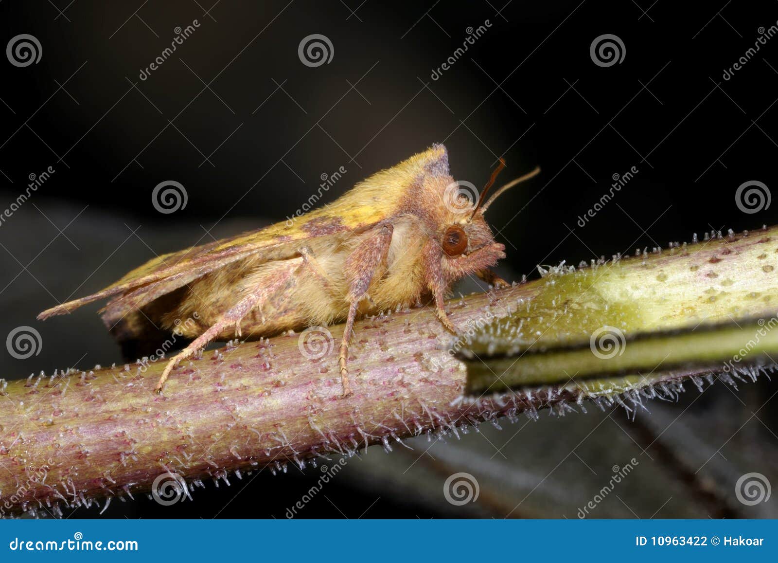 Pink-barred Sallow, Xanthia Togata Stock Photo - Image of moth, legs ...