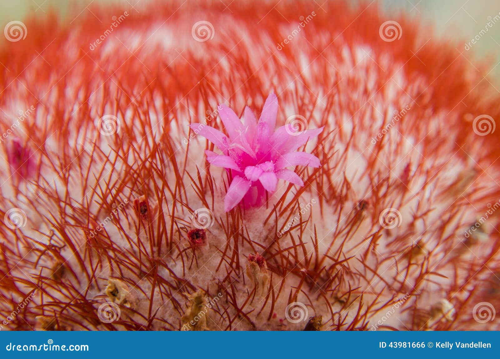 Pink Barrel Cactus Flower stock photo. Image of island - 43981666