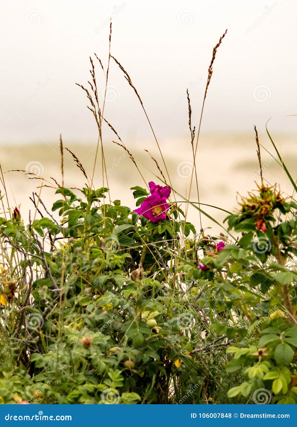 Pink Beach Rose in Cape Cod Stock Photo - Image of flower, clouds ...