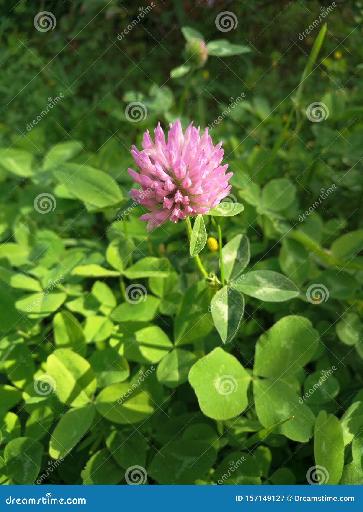 Beautiful Clover Flower in the Meadow Stock Image - Image of beauty ...