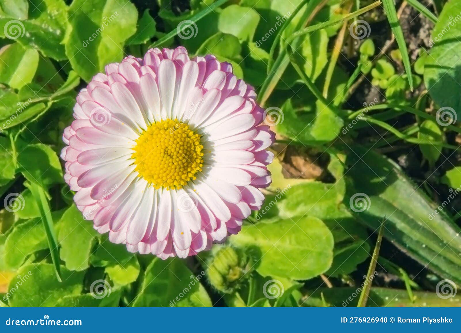Pink Beautiful Flower in the Field Stock Photo - Image of flower, plant ...