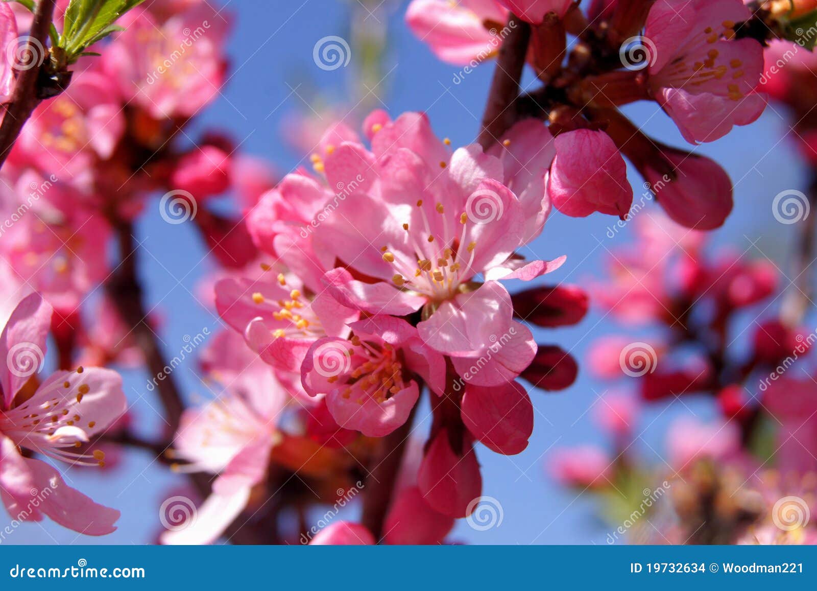 Pink Beautiful Flower in Spring Stock Photo - Image of garden, elegance ...