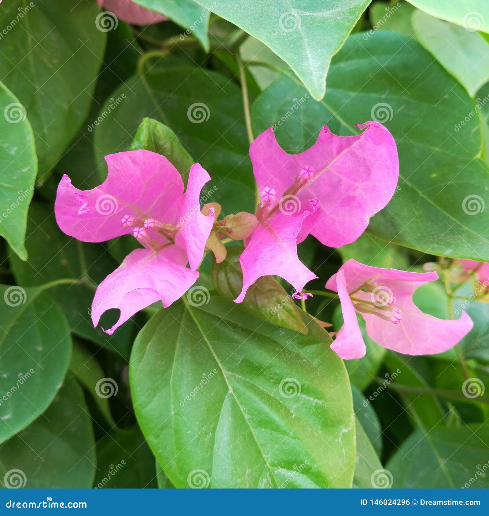 Pink Beautiful Flowers, Pink Flowers Plants, Stock Photo - Image of ...