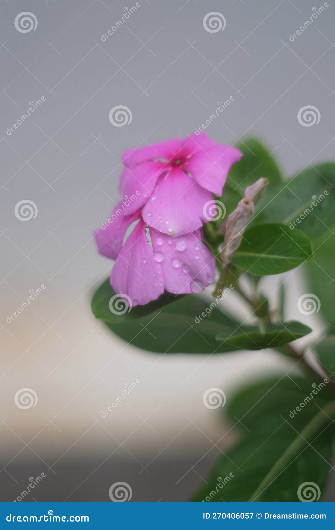 Pink Beautiful Flowers and Raindrop Stock Image - Image of flower, flowers: 270406057