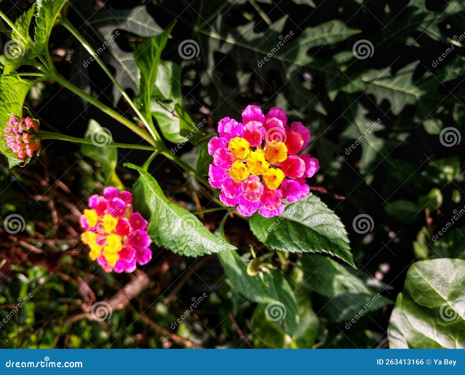 Pink is Beautiful in the Garden Stock Photo - Image of shrub, petal ...