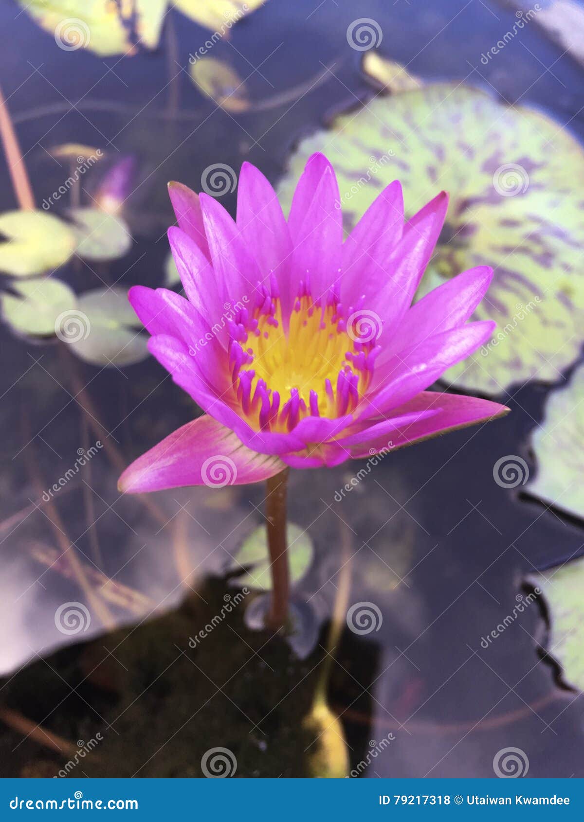 Pink Beautiful Lotus Flower in a Pool Stock Photo - Image of beautiful ...