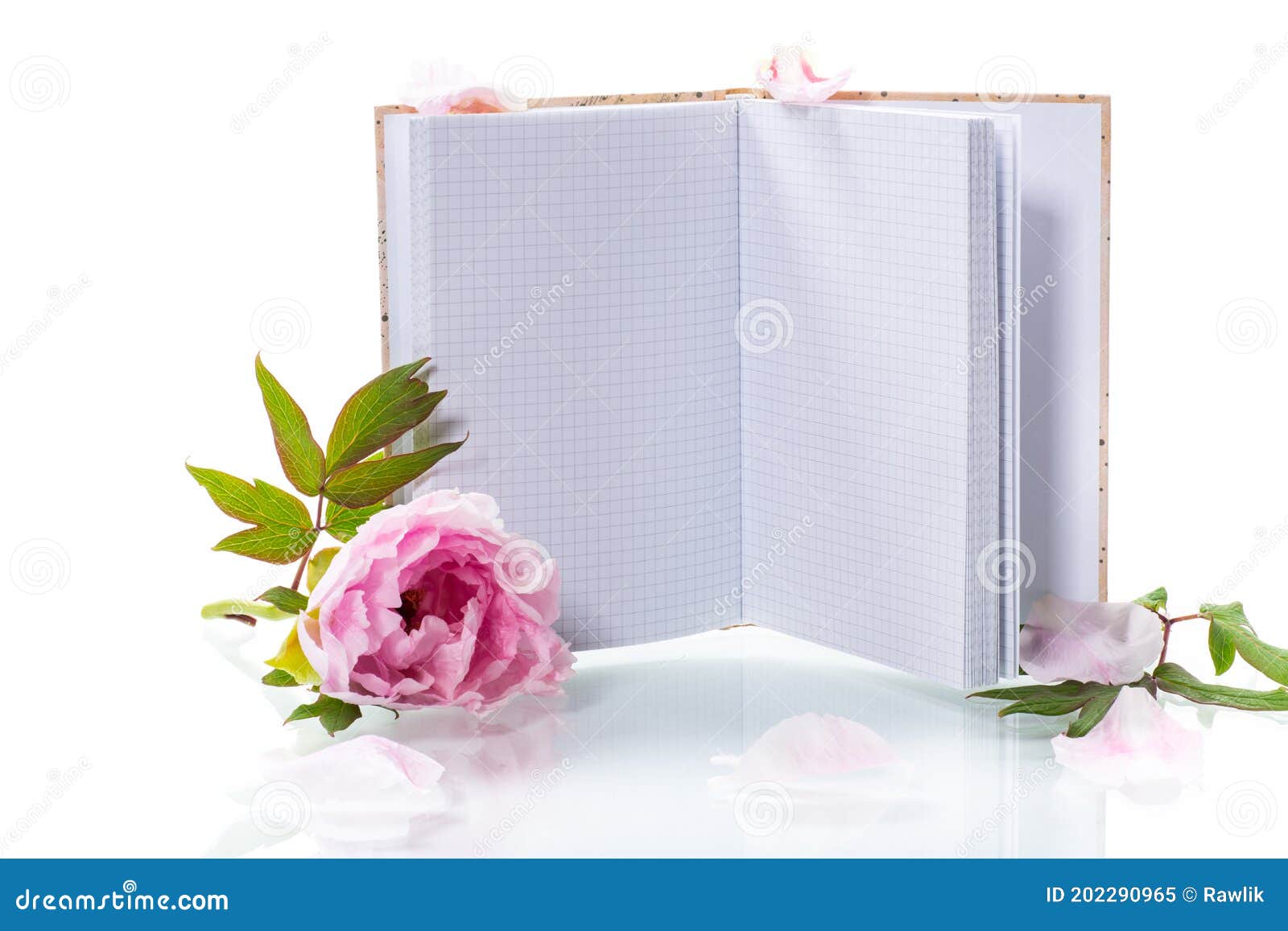 Pink Beautiful Peony with Petals, Blank Notebook for Text Stock Image ...
