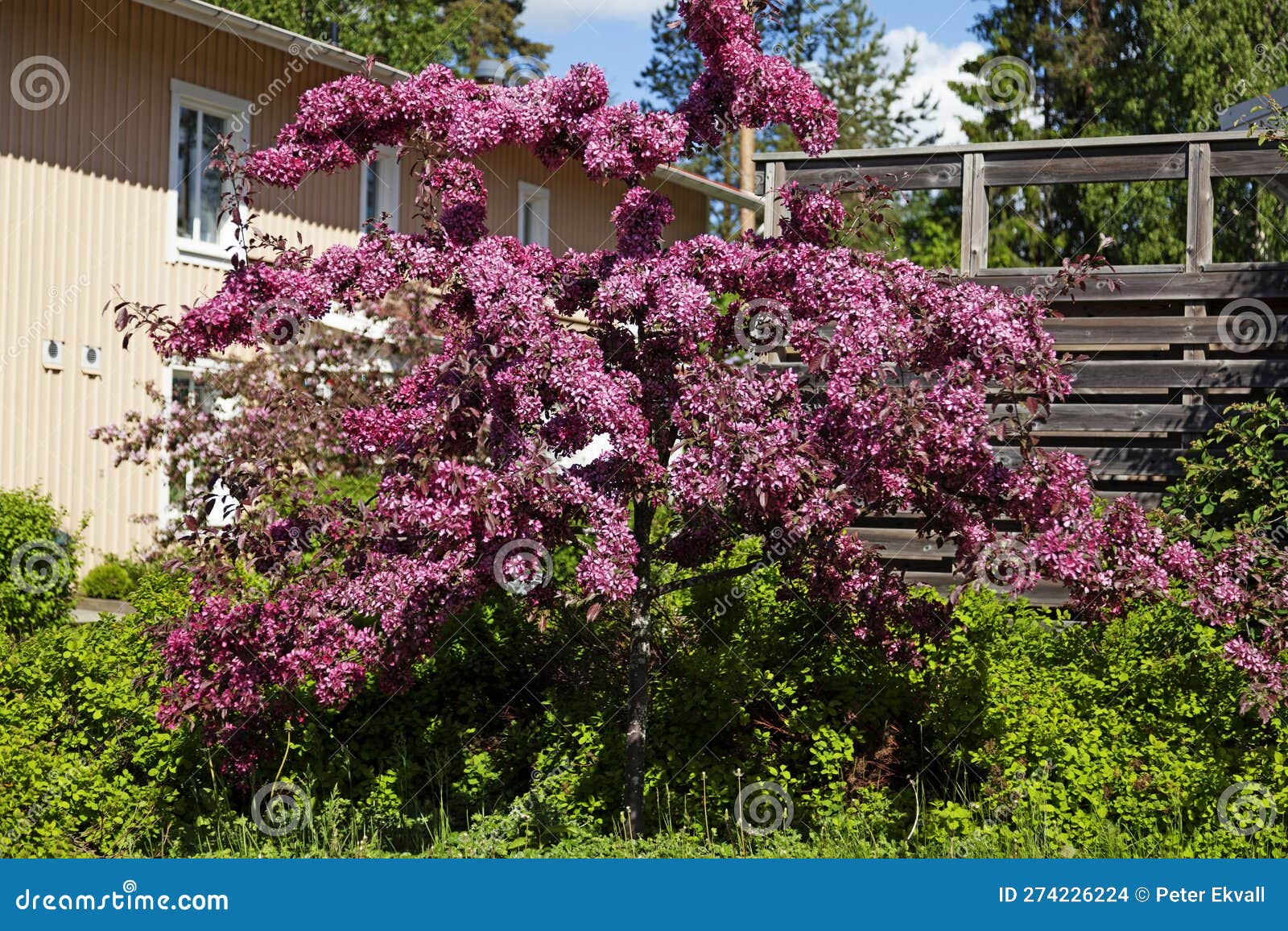 A Pink Beautiful Tree in Summer Stock Photo - Image of joyful, botany ...