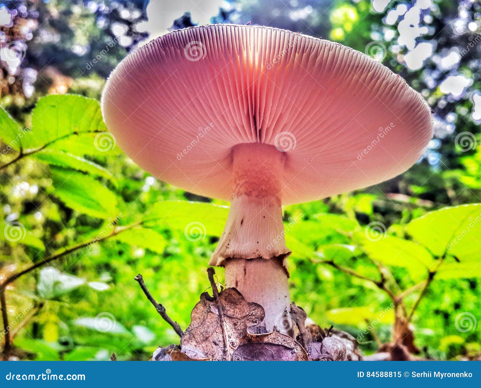 Pink Beautifull Poison Mushroom View from Down Stock Image - Image of ...