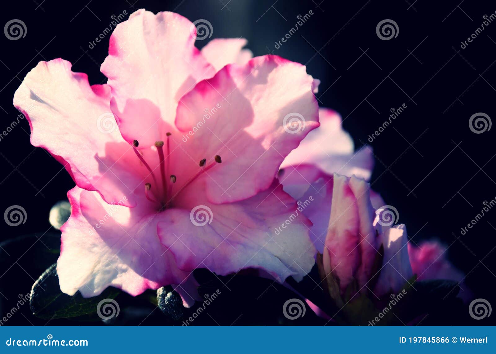 Pink beauty stock photo. Image of white, sunshine, beauty - 197845866