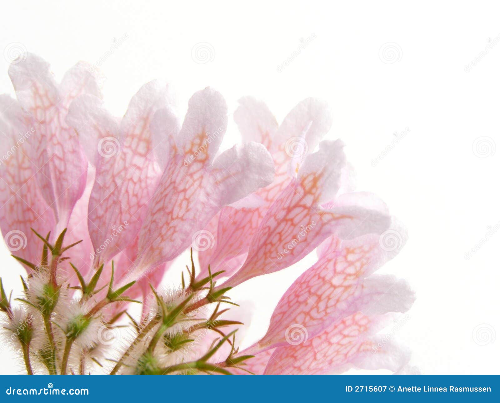 Pink beauty bush stock image. Image of flower, macro, amabilis - 2715607