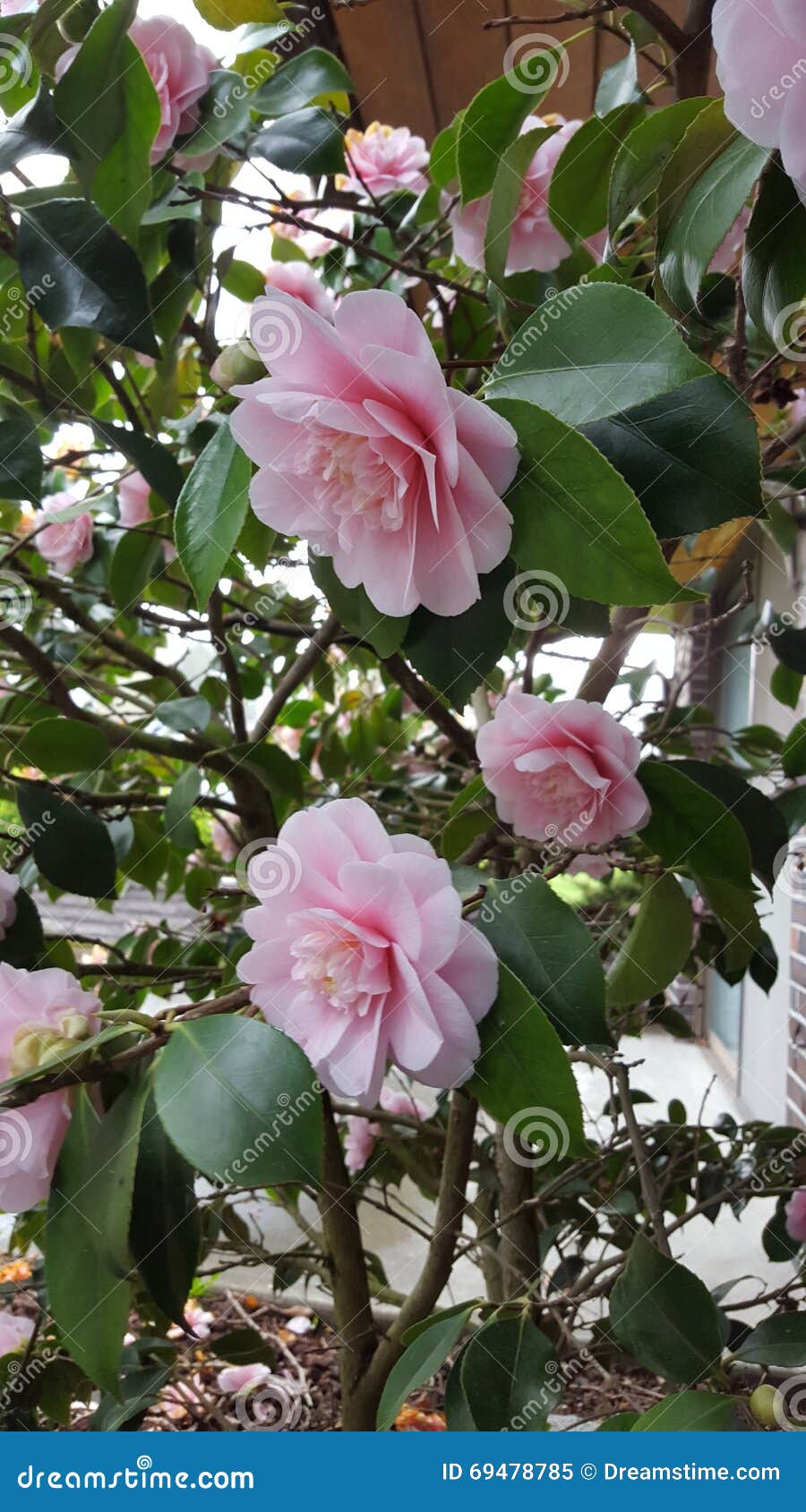 Pink beauty stock image. Image of flower, beauty, bloom - 69478785