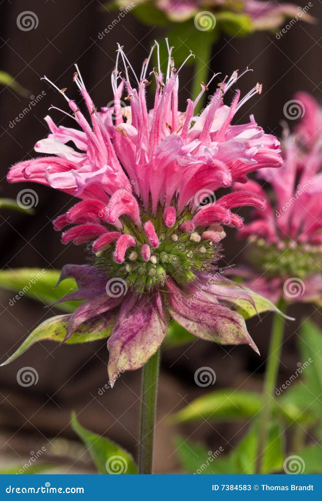Monarda Marshalls Delight stock image. Image of foliage - 7384583
