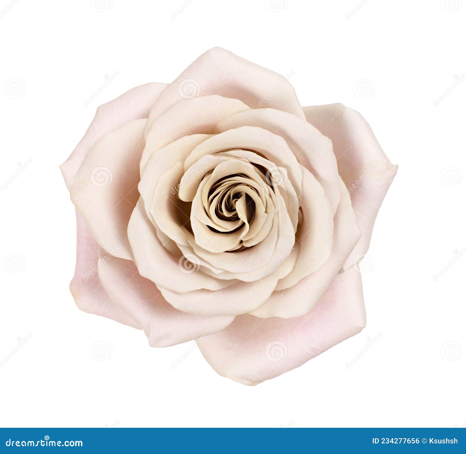 Pink and Beige Rose Flower Isolated on White Stock Photo - Image of ...