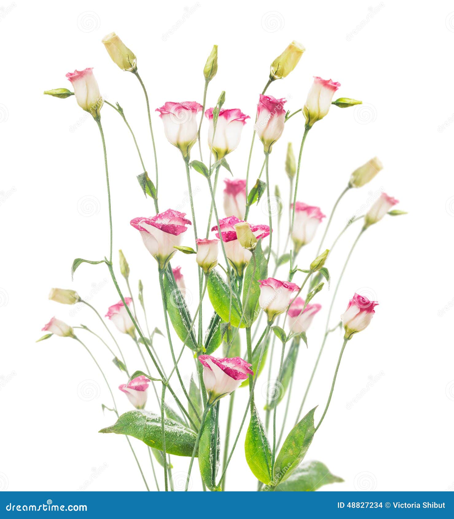 Pink Bell Flower Bunch on White Background Stock Photo - Image of ...