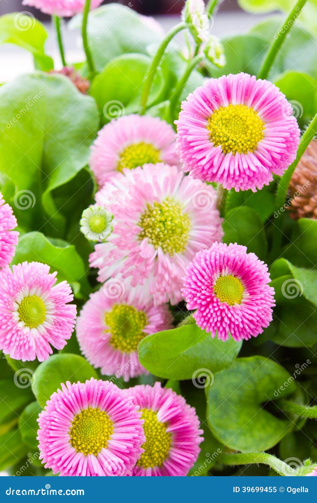 Pink bellis close up stock image. Image of blossomed - 39699455