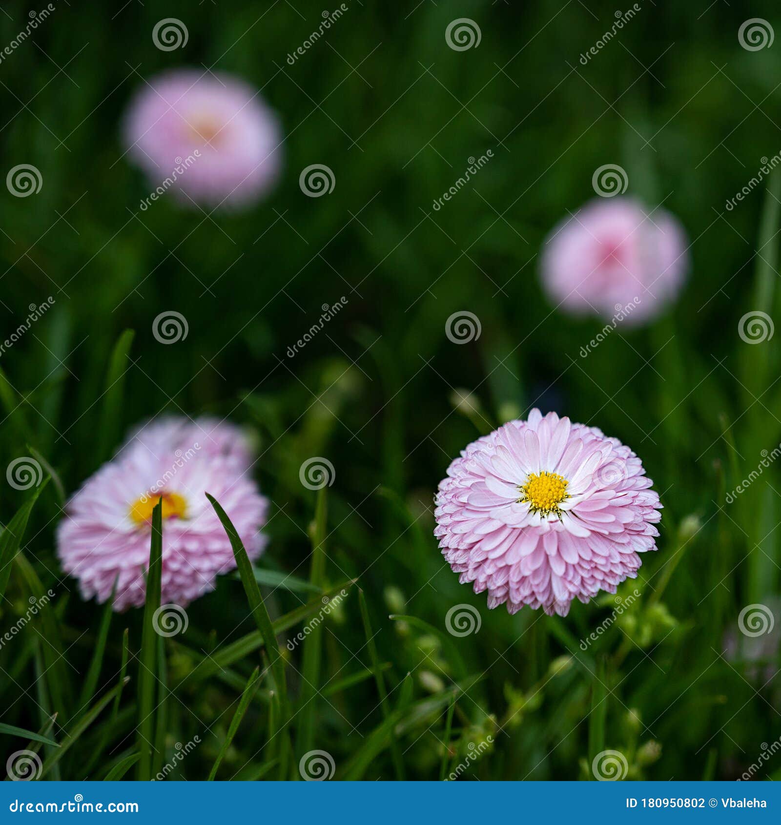 Pink Bellis in sun rays stock photo. Image of nature - 180950802