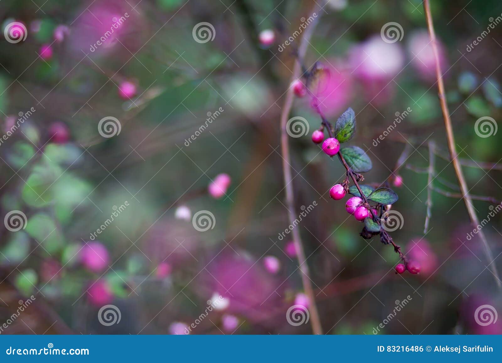 Pink berries stock photo. Image of tree, shrub, boscage - 83216486