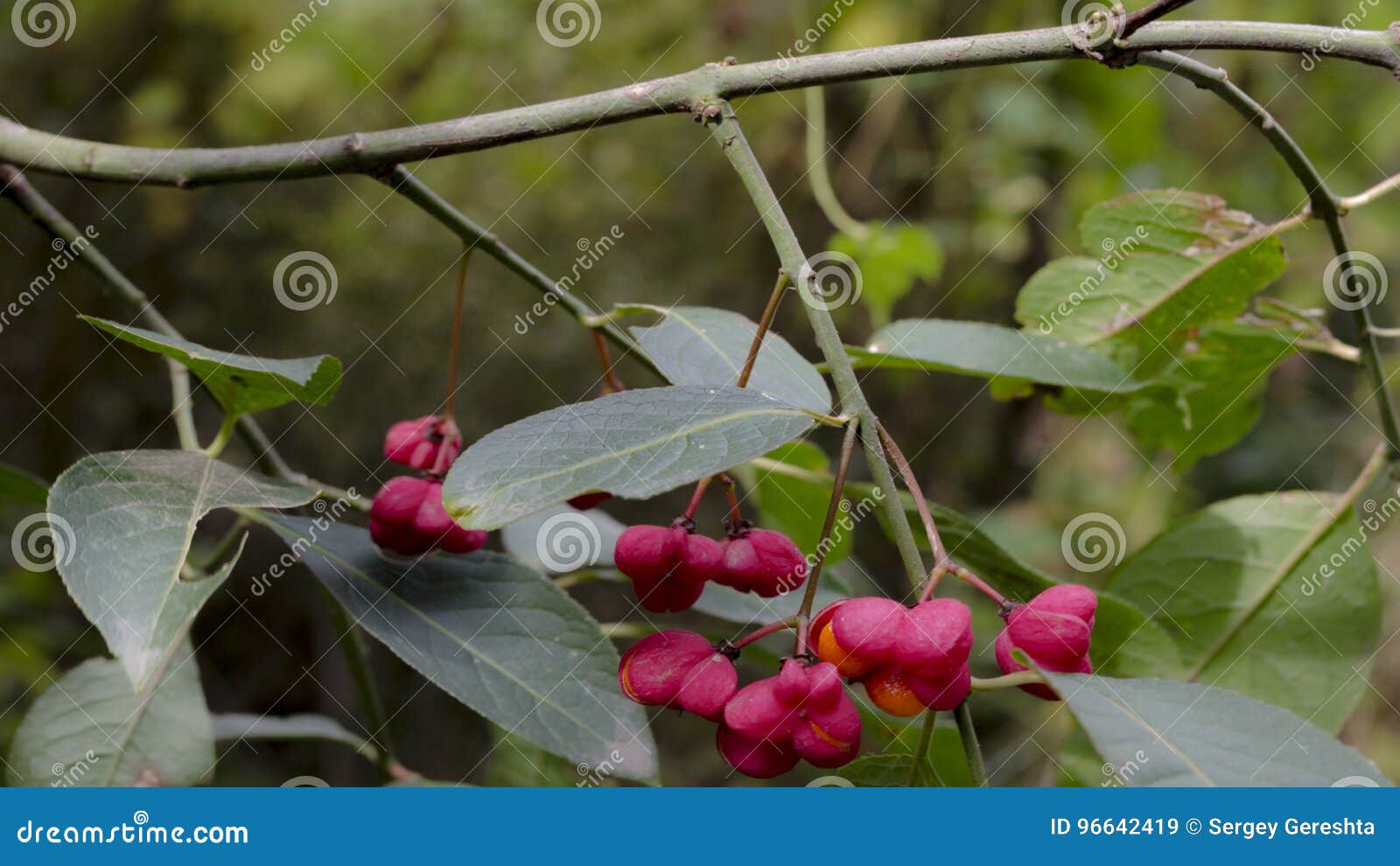 Pink berries stock image. Image of matured, brown, twig - 96642419