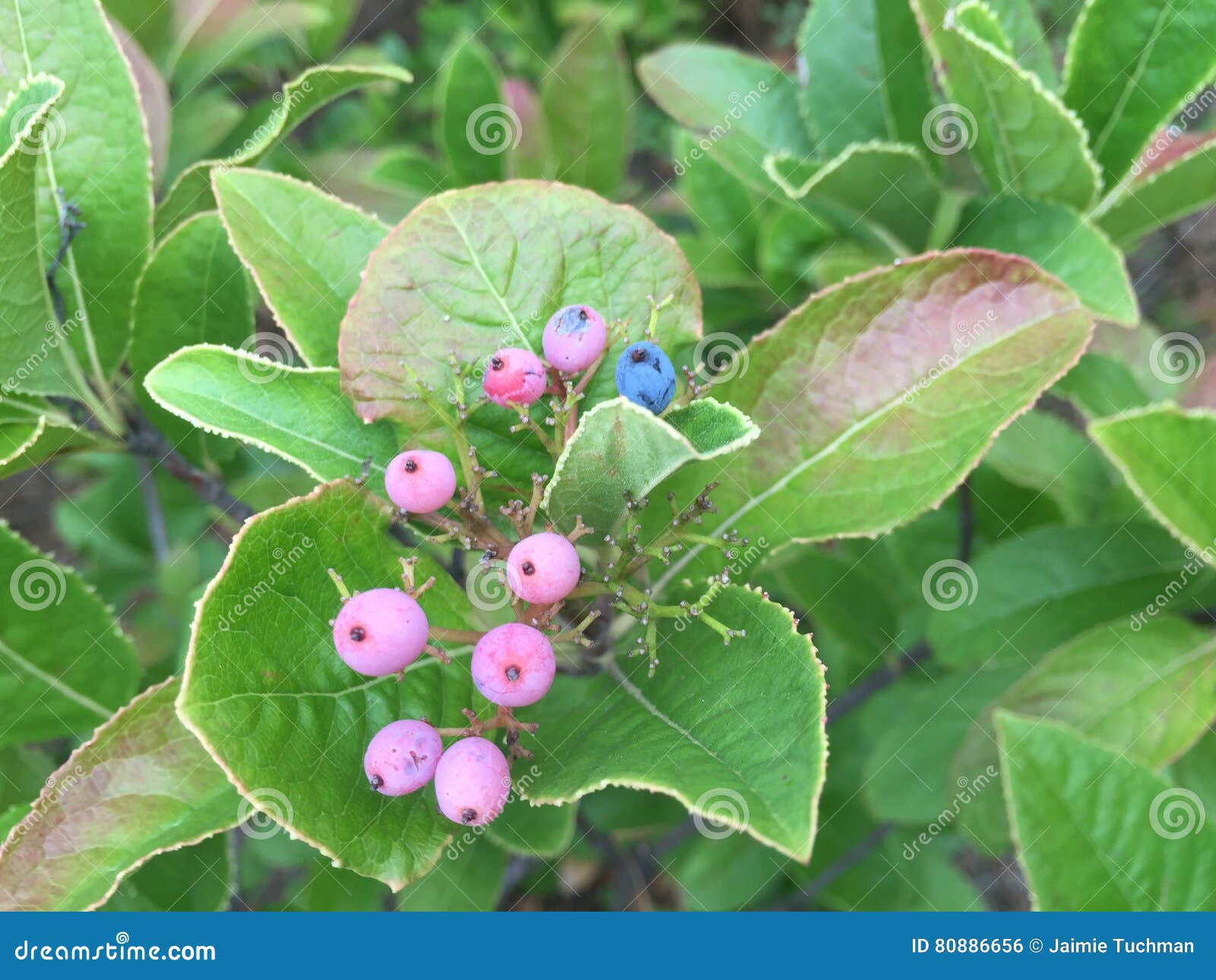 Pink Berries on a Tree in Midatlantic Stock Photo - Image of color ...