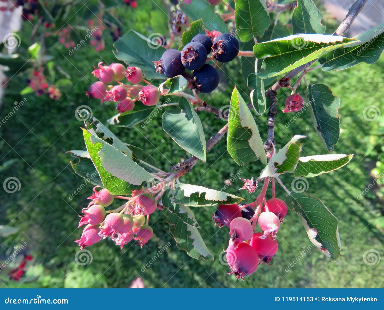 Pink berries on the tree stock image. Image of holly - 119514153