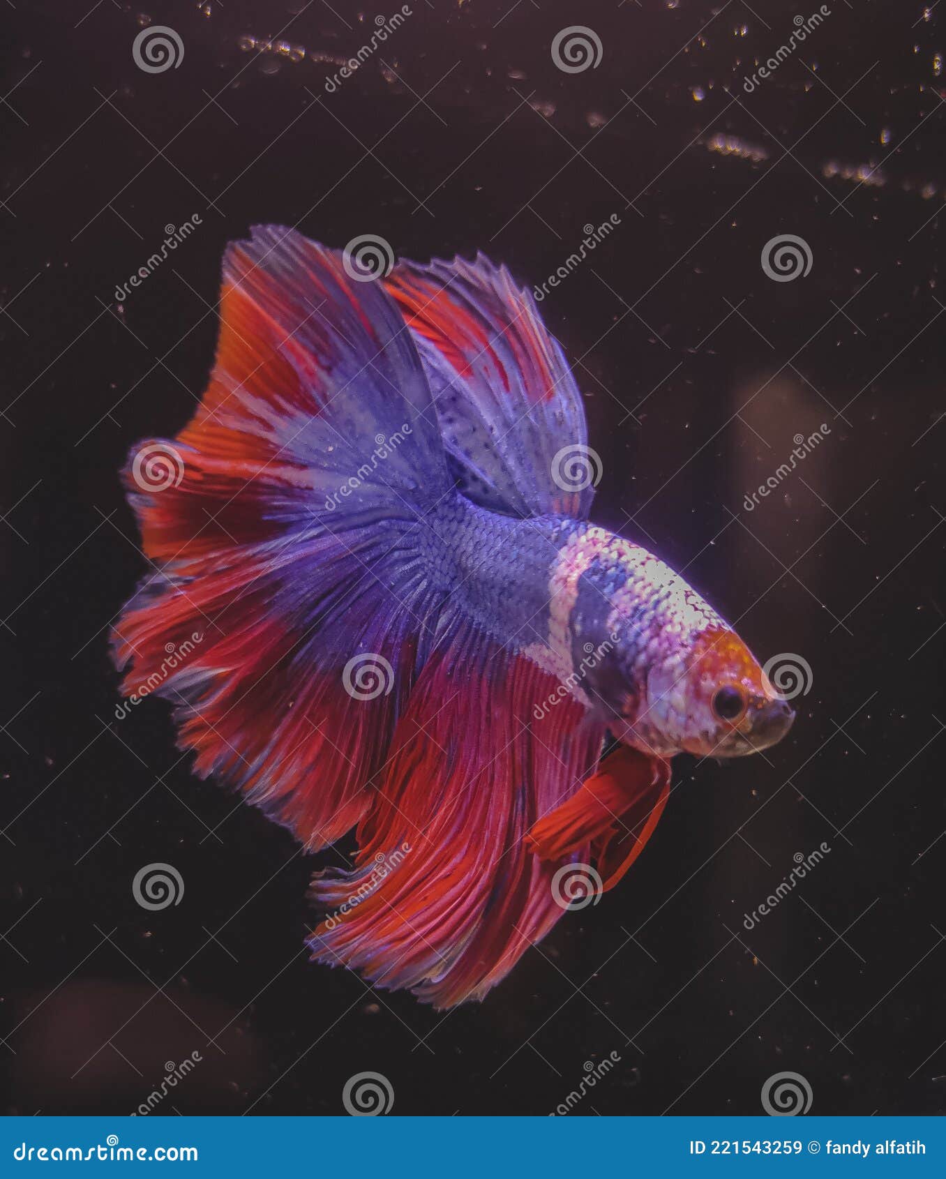 Pink betta fish stock image. Image of purple, petal - 221543259