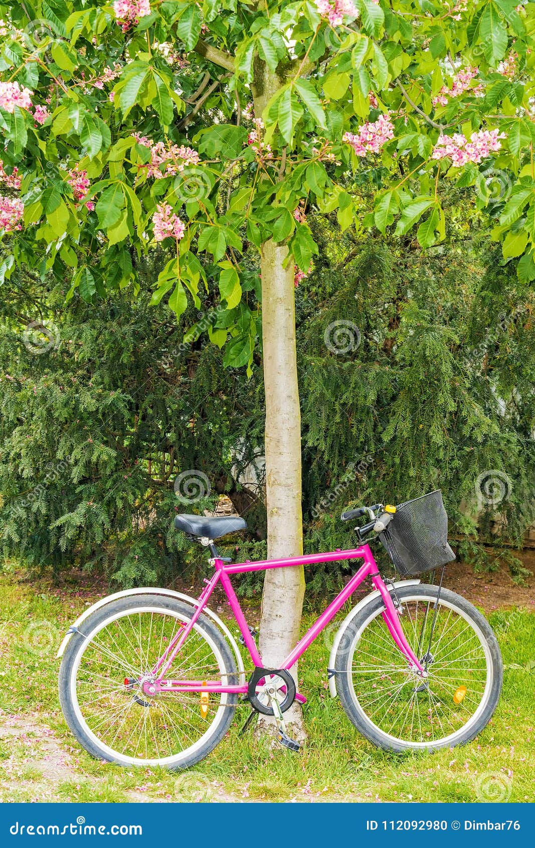 Pink Bicycle Under a Flowering Tree Stock Photo - Image of bike ...
