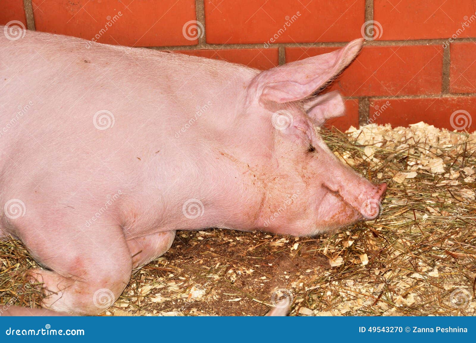 Pink big pig stock photo. Image of agriculture, swine - 49543270