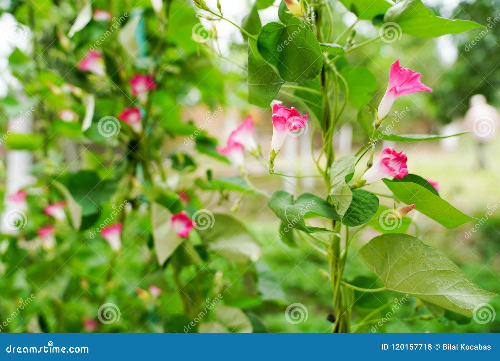 Pink Bindweed Convolvulus Flowers, Selective Focus Stock Photo - Image ...