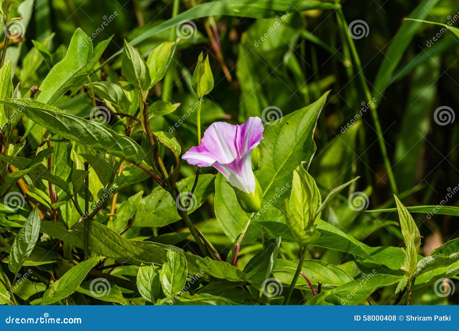 Bindweed Flower In Nettle Patch With Hover Fly Stock Photo ...
