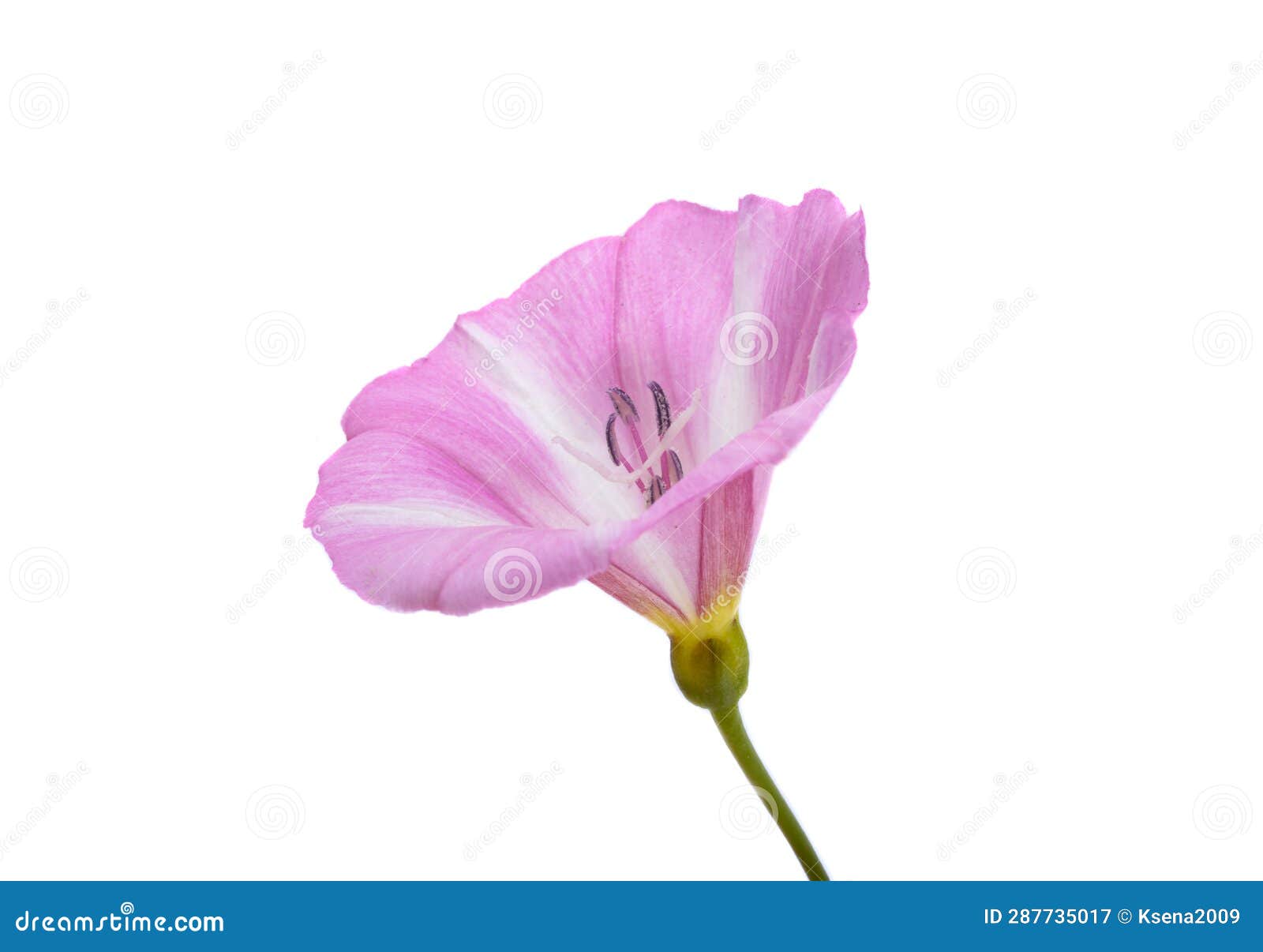Pink bindweed isolated stock image. Image of convolvulus - 287735017