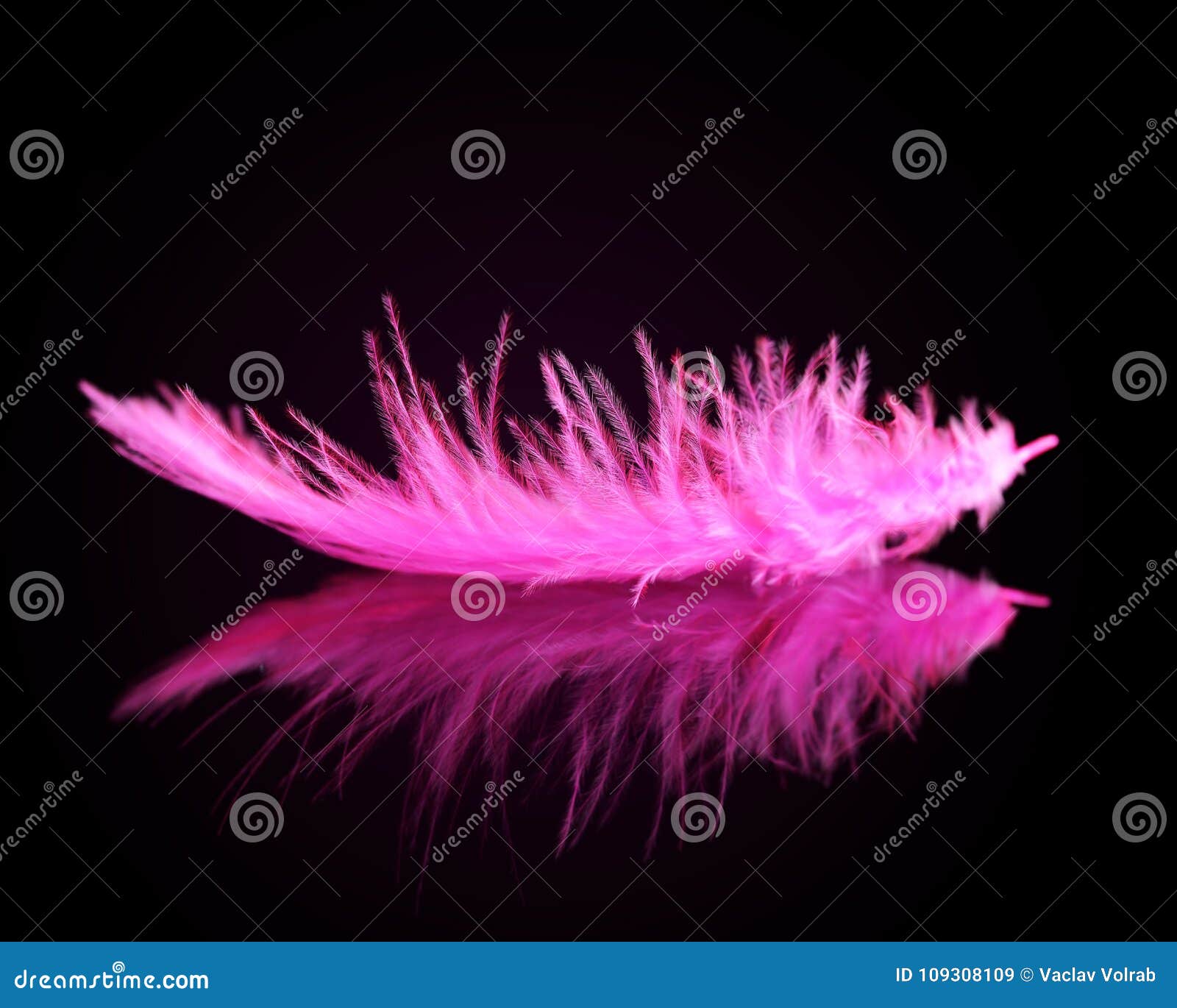 Bird Feather Stuck In A Sewer Grate Stock Photography | CartoonDealer ...