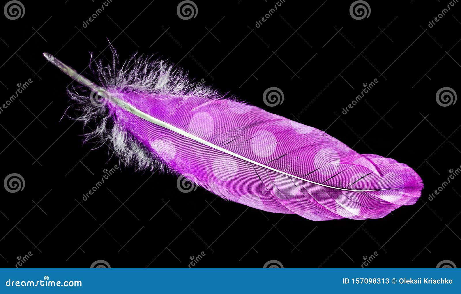 Pink Bird Feather Isolated on Black Stock Image - Image of fairytale ...