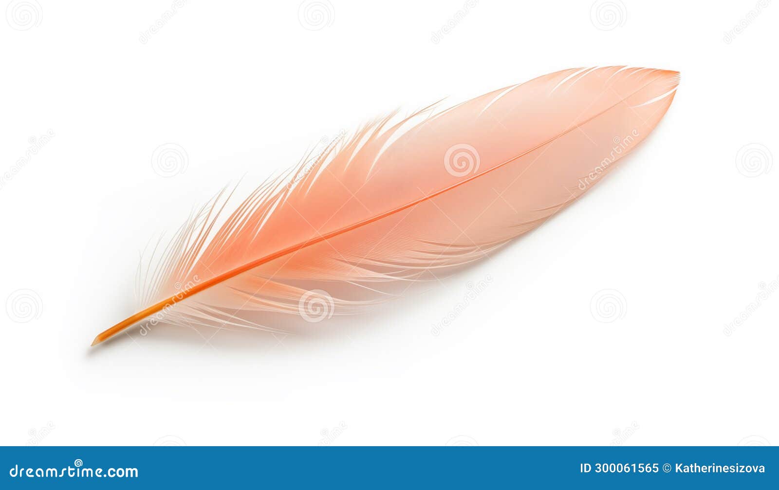 Pink Bird Feather Isolated on White Background Close Up Stock ...