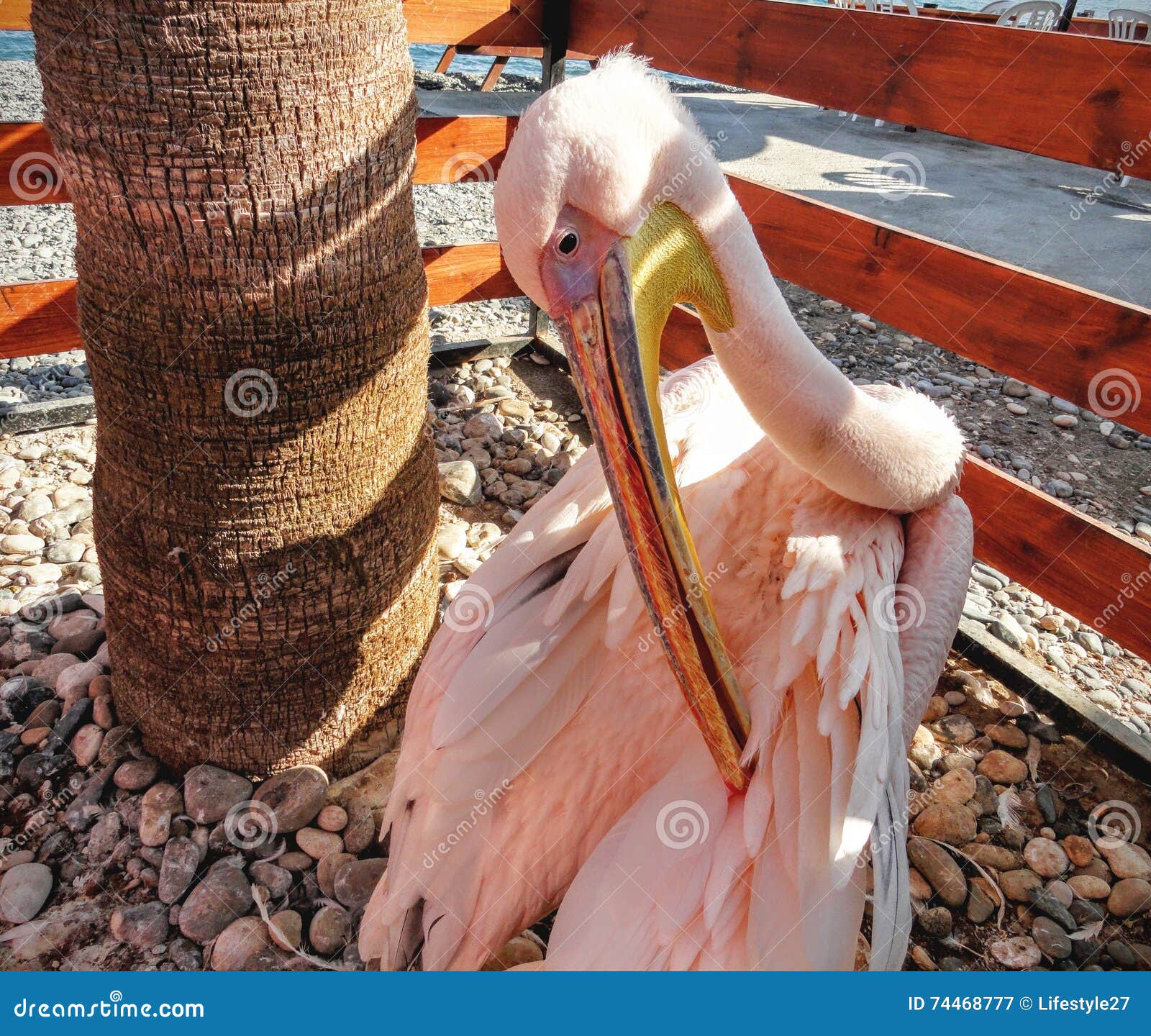 Pink bird with palm tree stock image. Image of beautiful - 74468777
