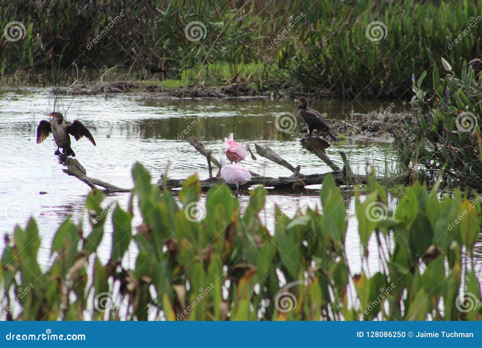 Pink Birds in Florida Swamp Stock Photo - Image of spoonbill, roseate ...