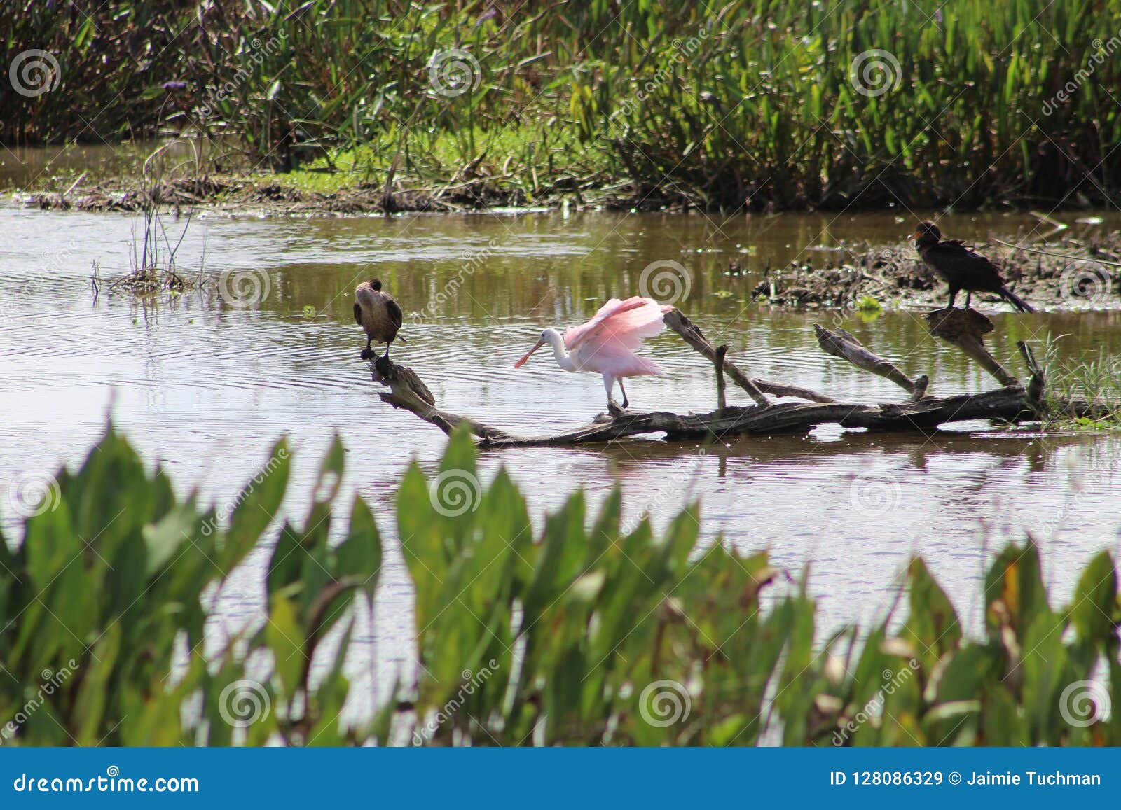 Pink Birds in Florida Swamp Stock Image - Image of everglades, plumage ...