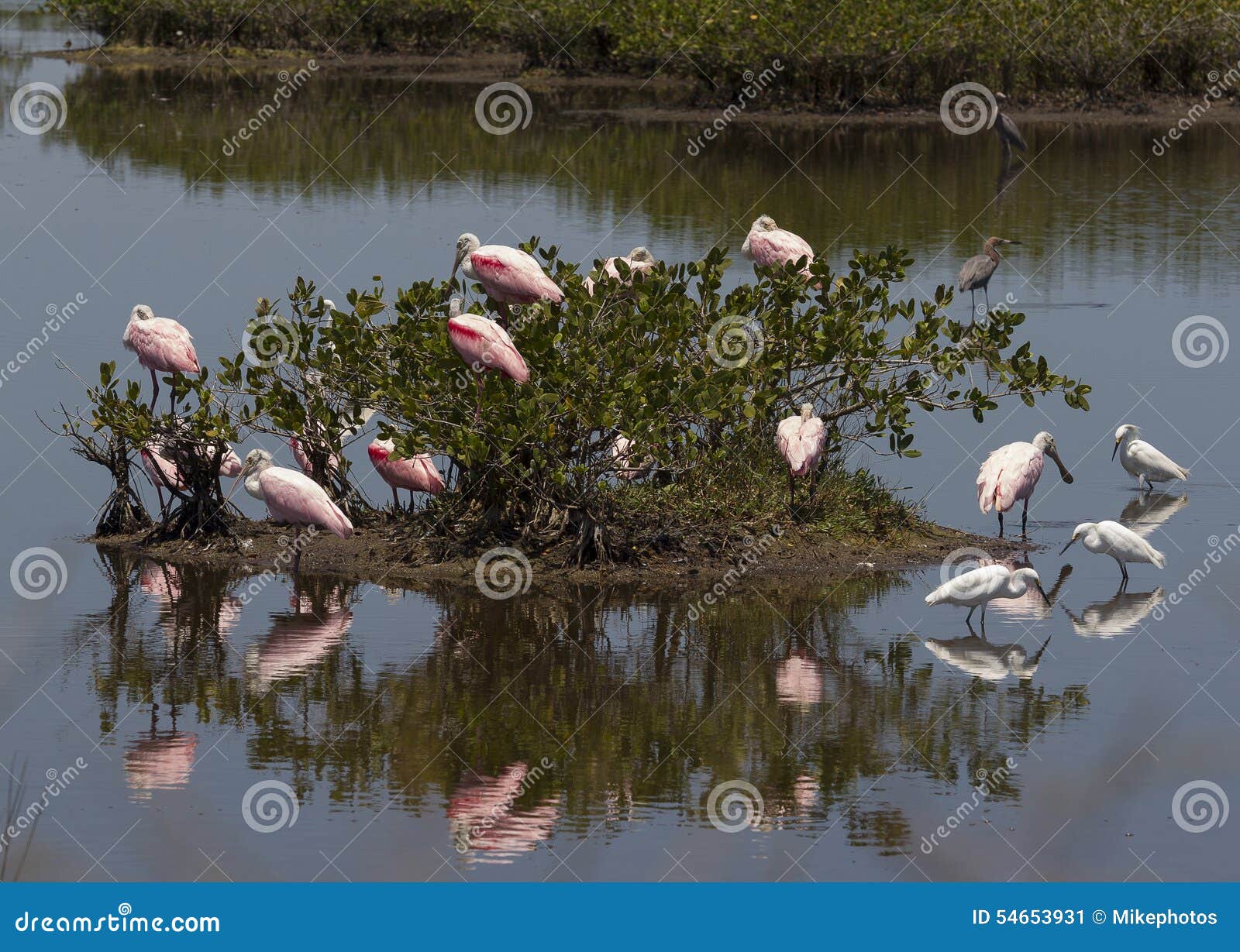 Mangrove And Pink Sunset Royalty-Free Stock Photography | CartoonDealer ...
