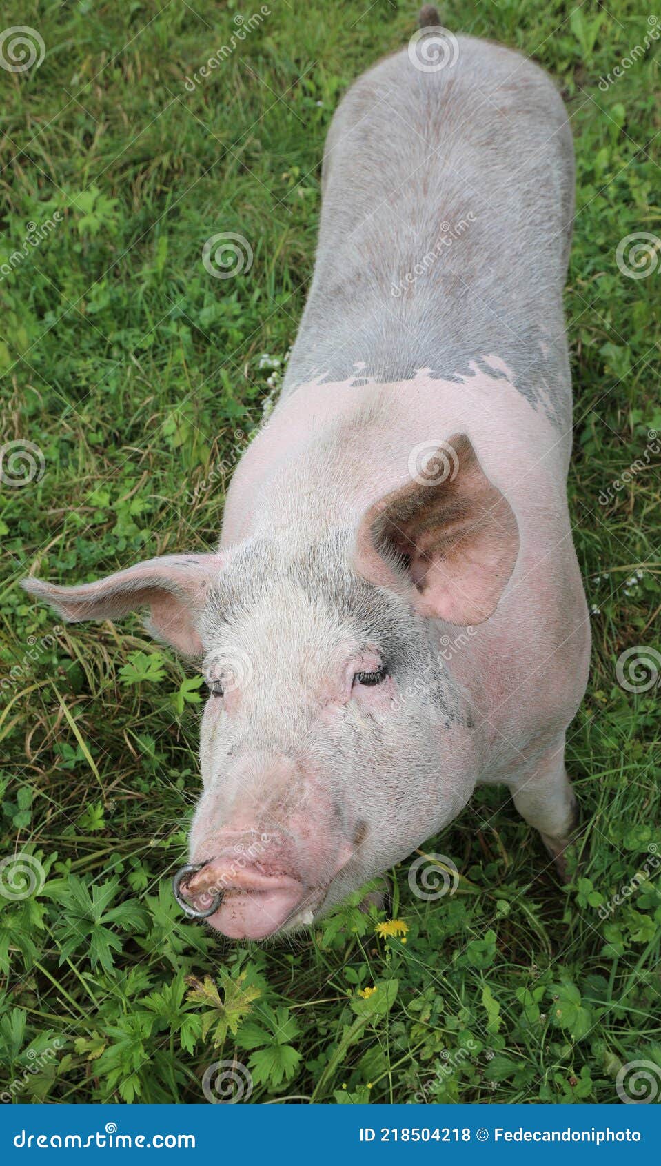 Pink and Black Pig with Big Ears and Nose Ring Rooting in the Grass ...