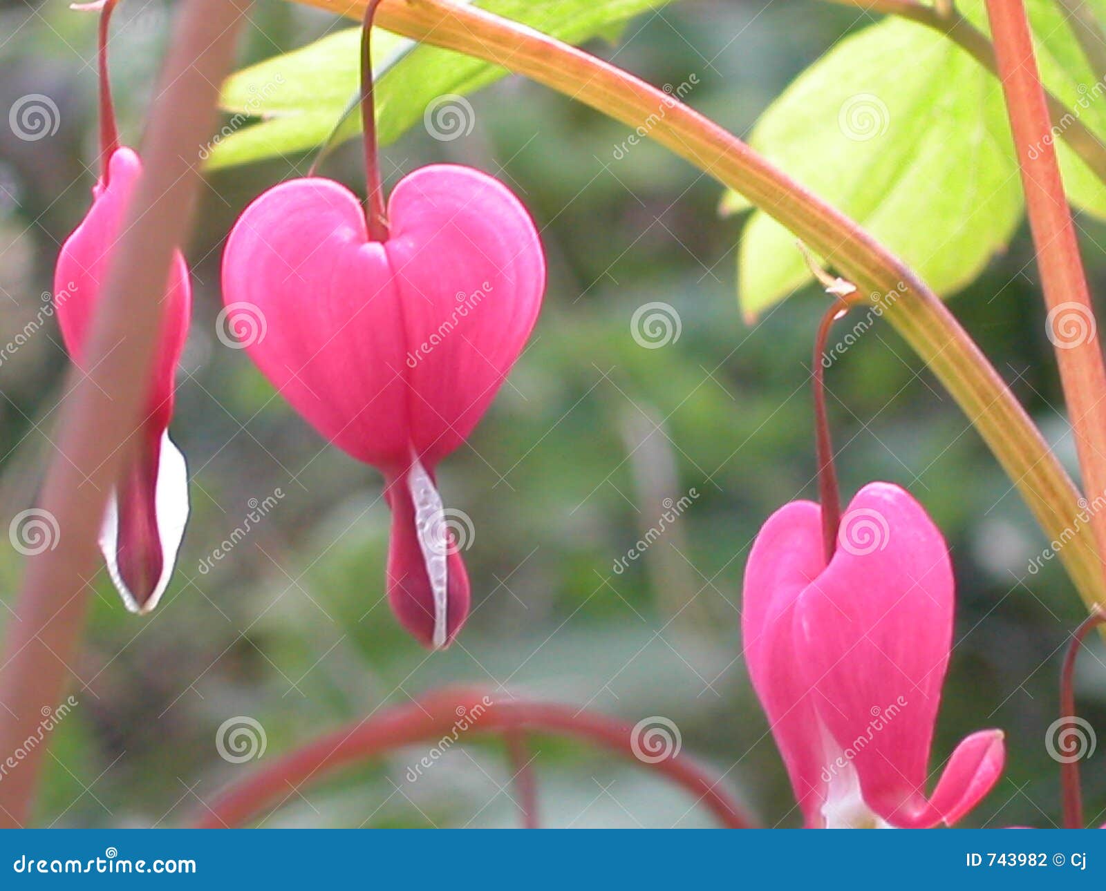 Pink Bleeding Heart stock photo. Image of strong, macro - 743982